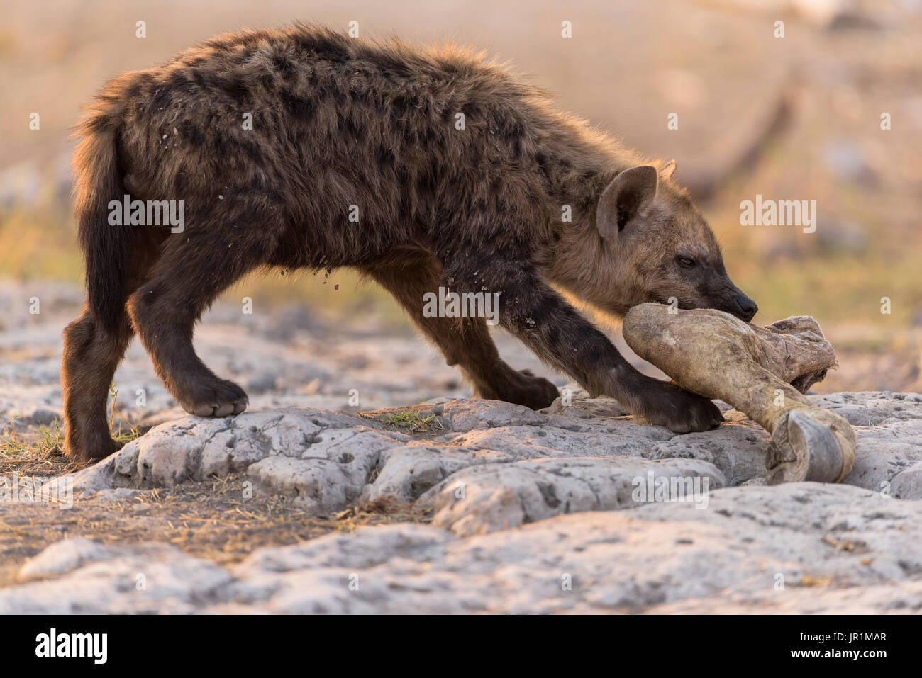 Spotted Hyaena (Crocuta Crocuta) carrying a red hartebeest 's leg Stock ...