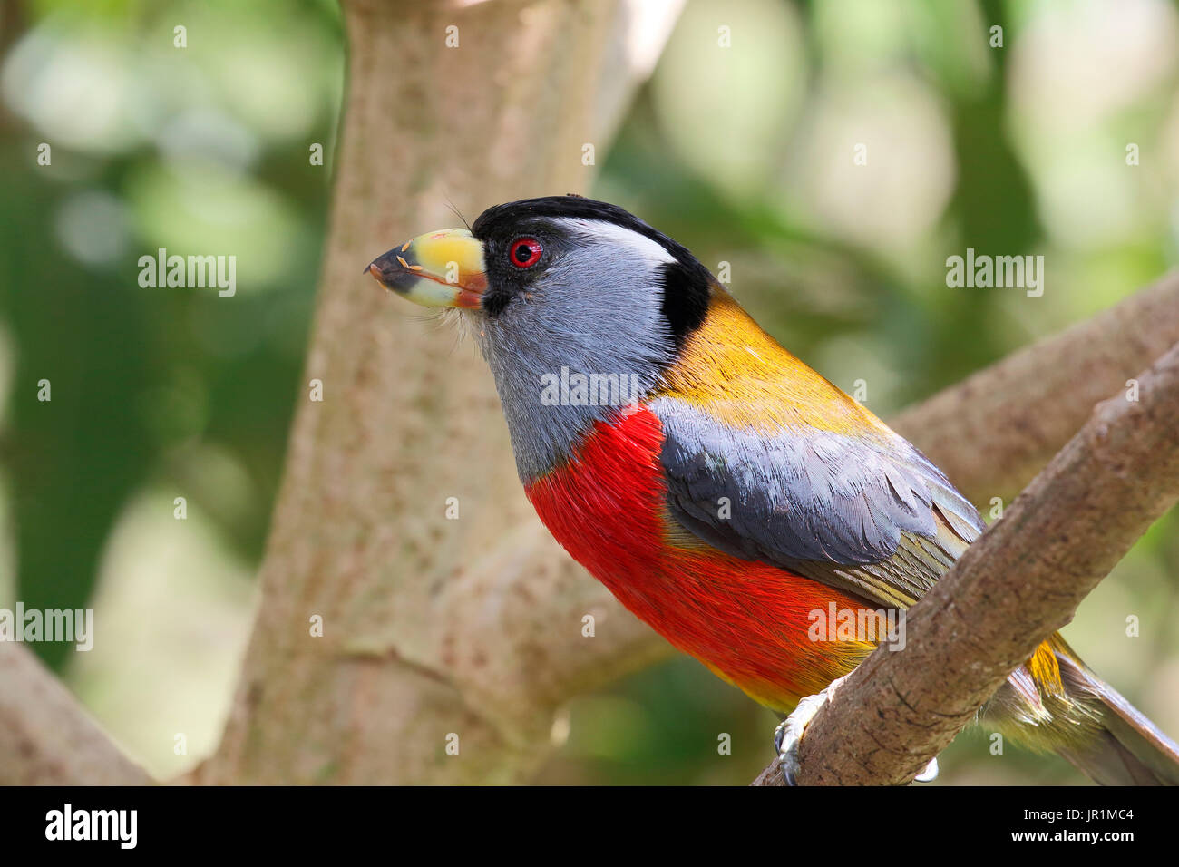 Toucan Barbet (Semnornis ramphastinus) male, Ecuador Stock Photo - Alamy