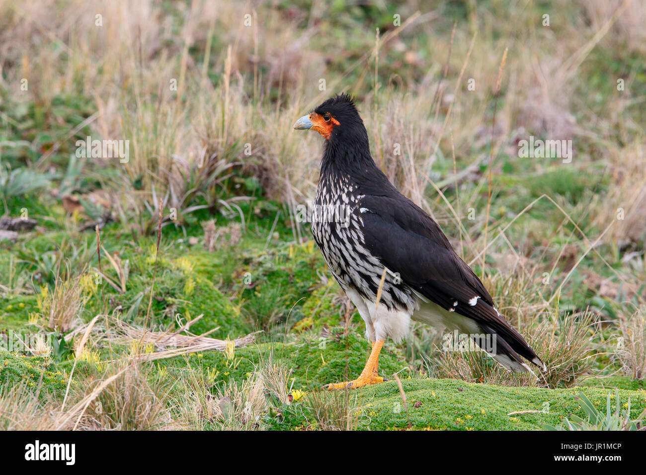 Carunculated Caracara (Phalcoboenus carunculatus), Ecuador Stock Photo ...