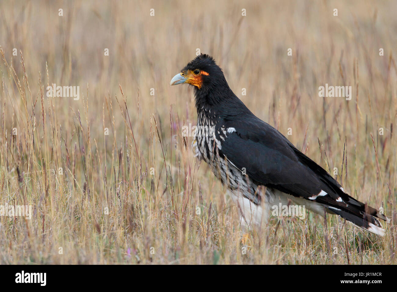 Carunculated Caracara (Phalcoboenus carunculatus), Ecuador Stock Photo ...