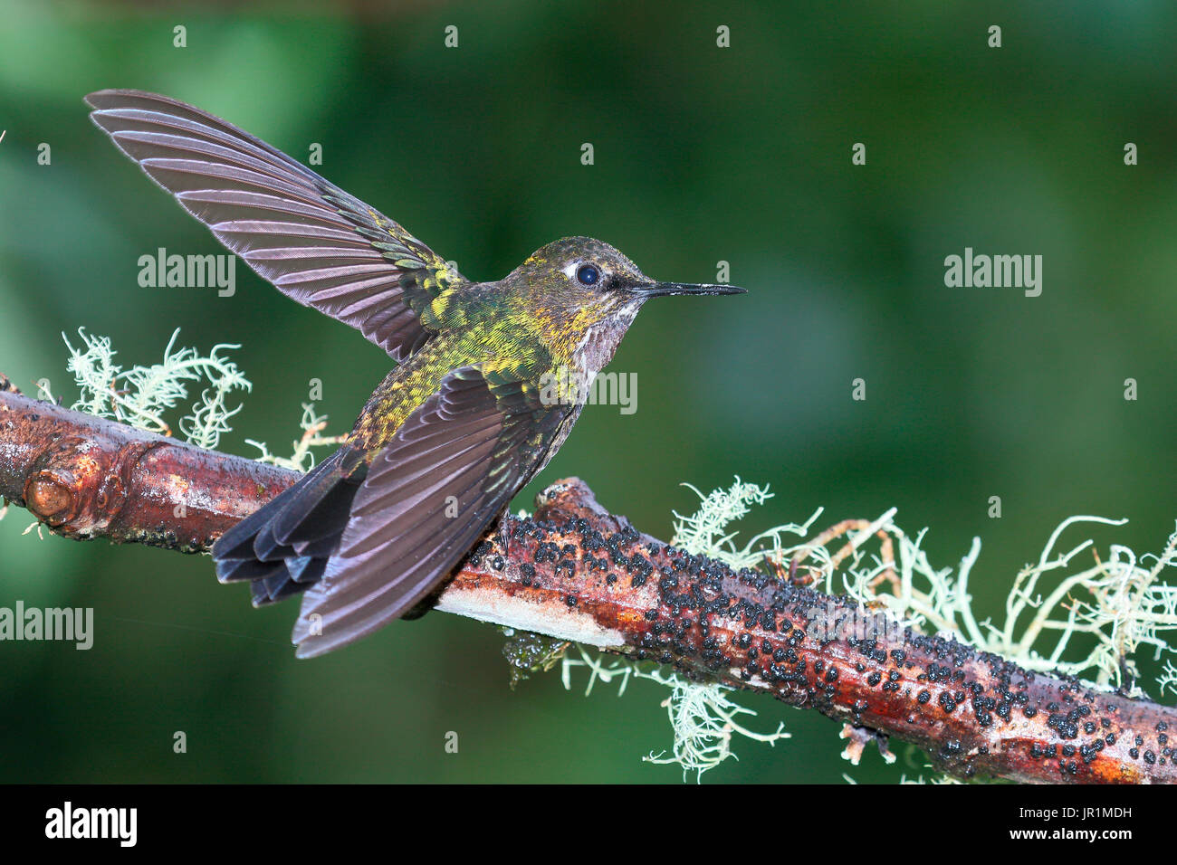 Buff-tailed Coronet (Boissonneaua flavescens) male, Ecuador Stock Photo ...