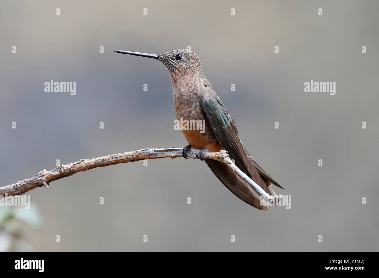 Giant Hummingbird (Patagona gigas), Ecuador Stock Photo - Alamy