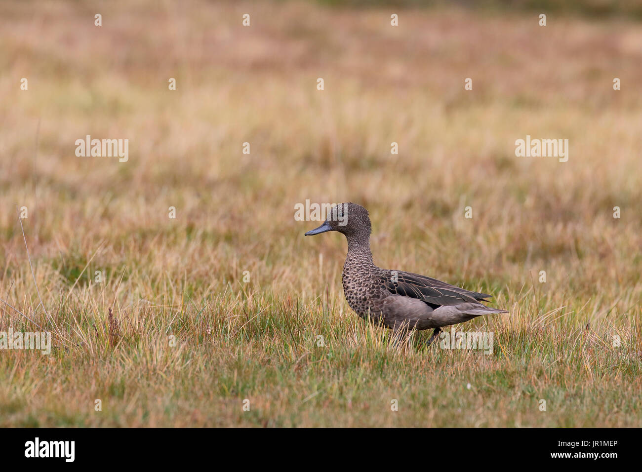 Anas andium High Resolution Stock Photography and Images - Alamy