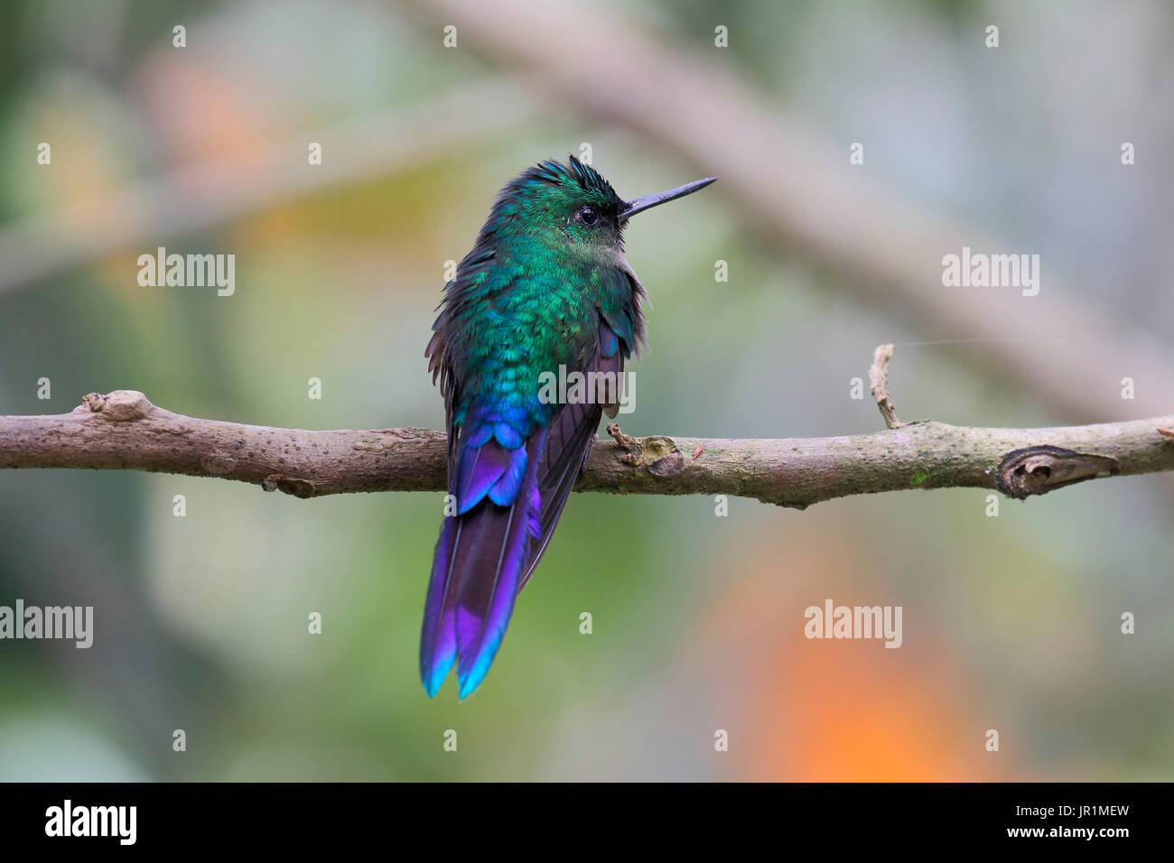 Violet-tailed sylph (Aglaiocercus coelestis) male immature, Ecuador ...