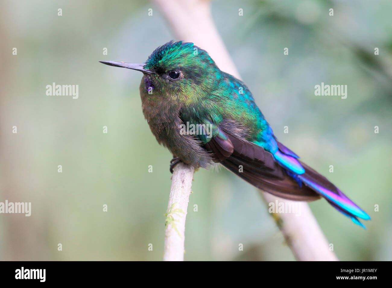 Violet-tailed sylph (Aglaiocercus coelestis) male immature, Ecuador ...