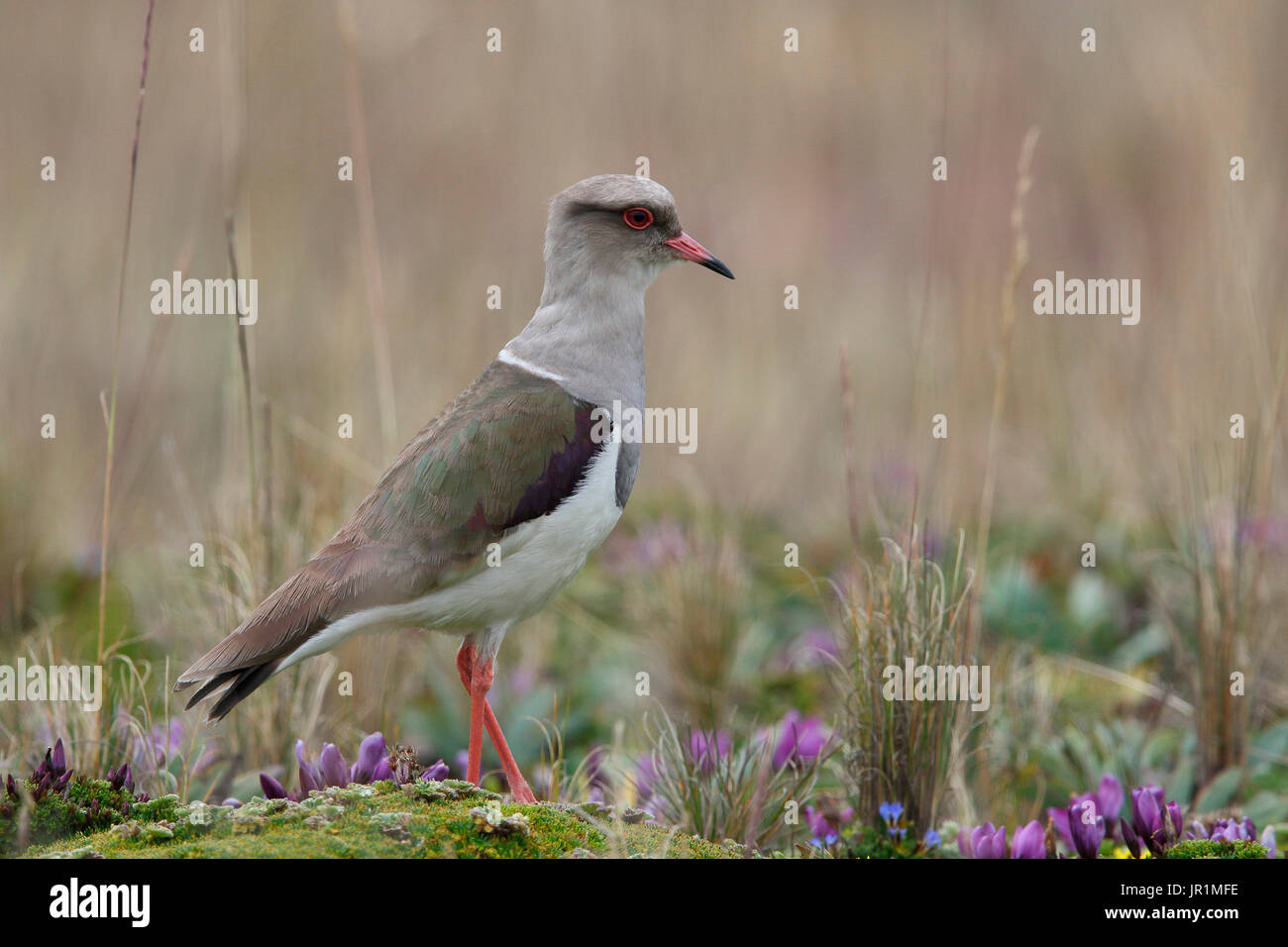 Andean Lapwing (Vanellus resplendens) on ground, Altiplano, Ecuador ...