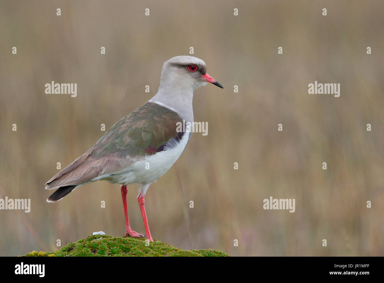 Andean Lapwing (Vanellus resplendens) on ground, Altiplano, Ecuador ...