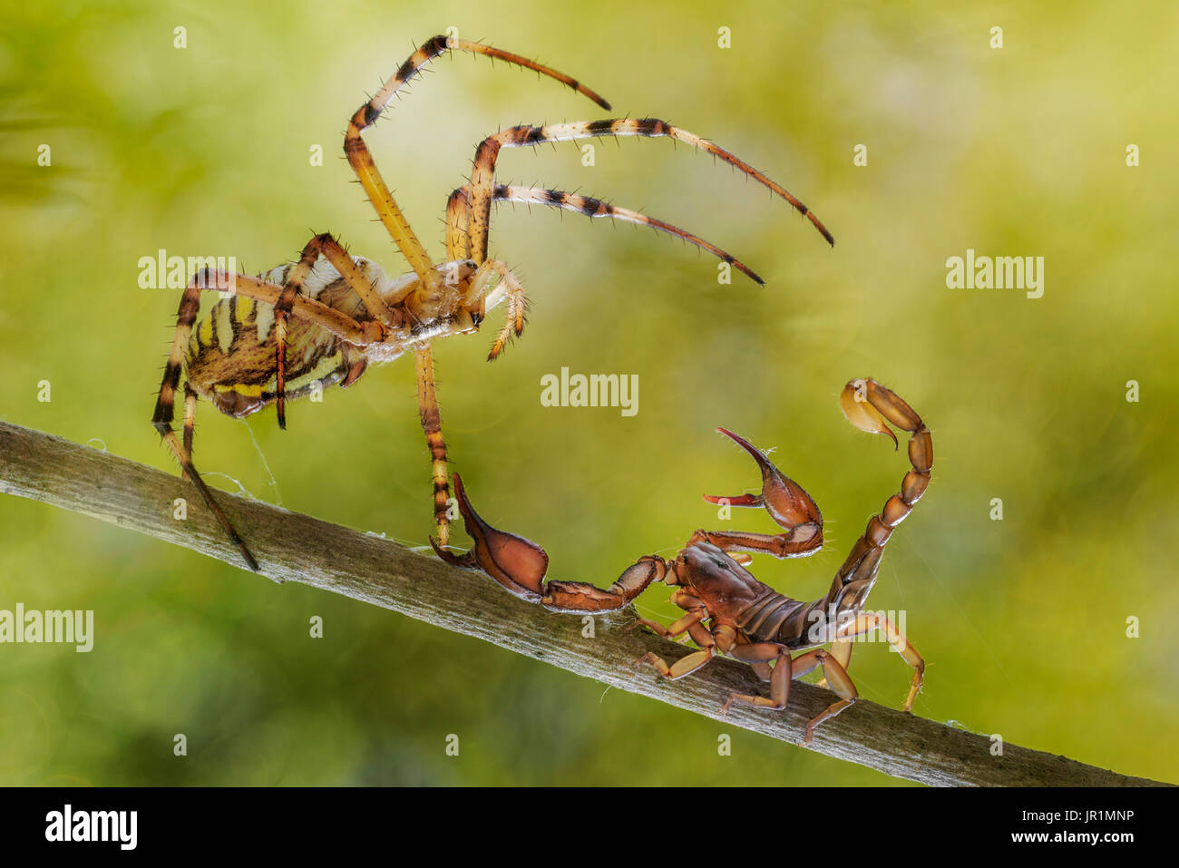 Scorpion attack hi-res stock photography and images - Alamy