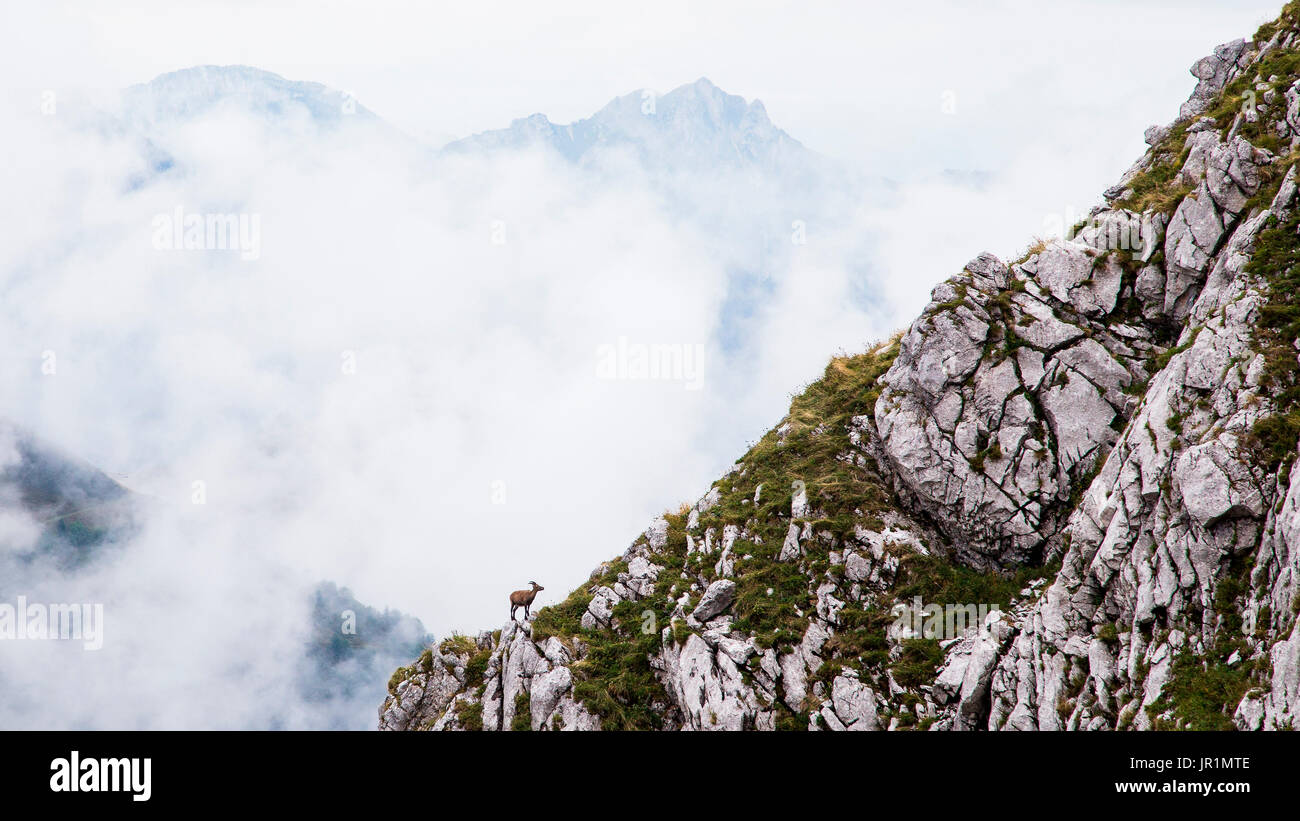 Alpine ibex (Capra ibex) at the foot of a rocky slope a rainy day in ...