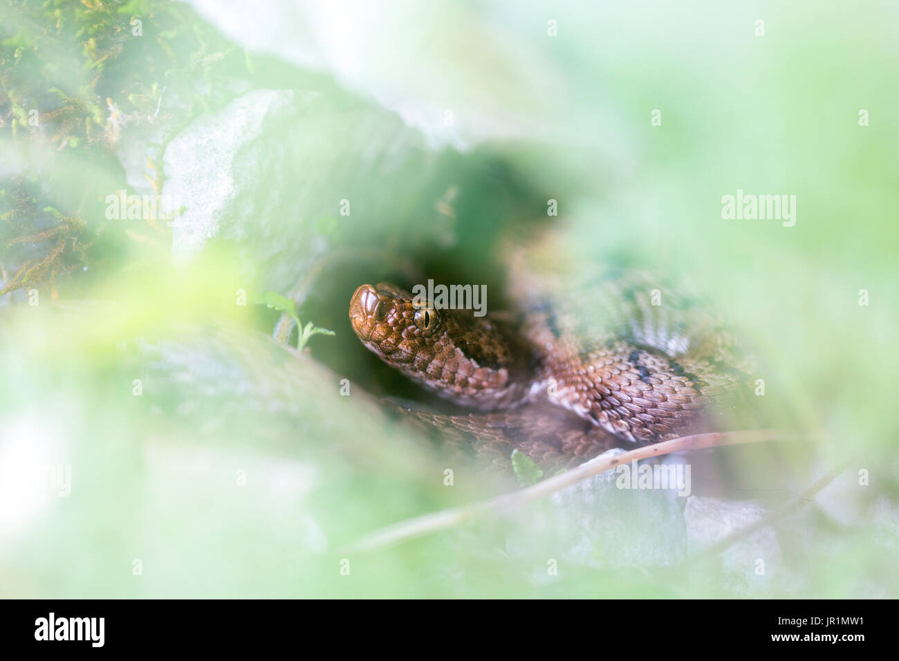 Venomous snake in france hi-res stock photography and images - Alamy