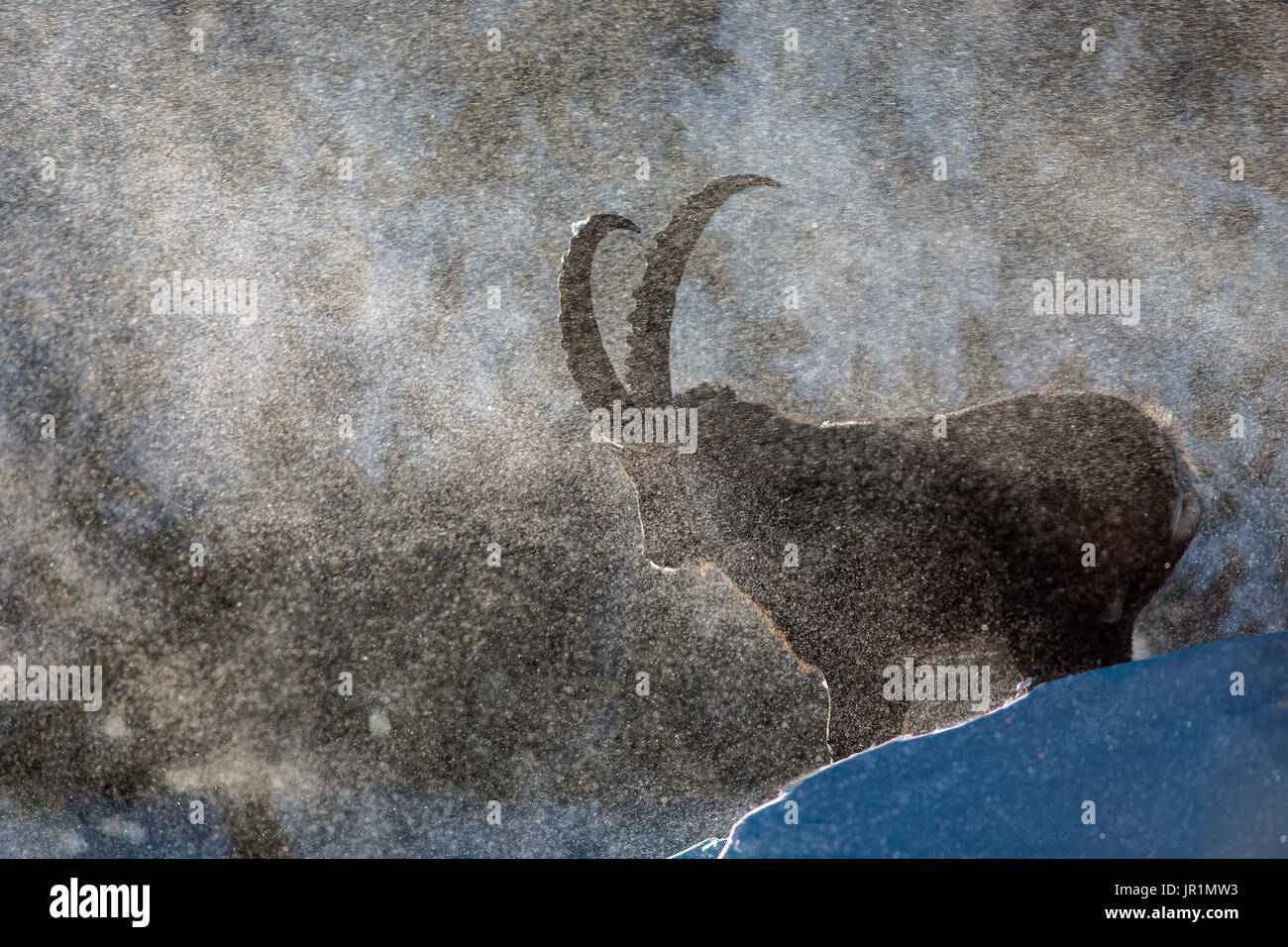 Alpine ibex (Capra ibex) exposed to wind and snow during the breeding ...