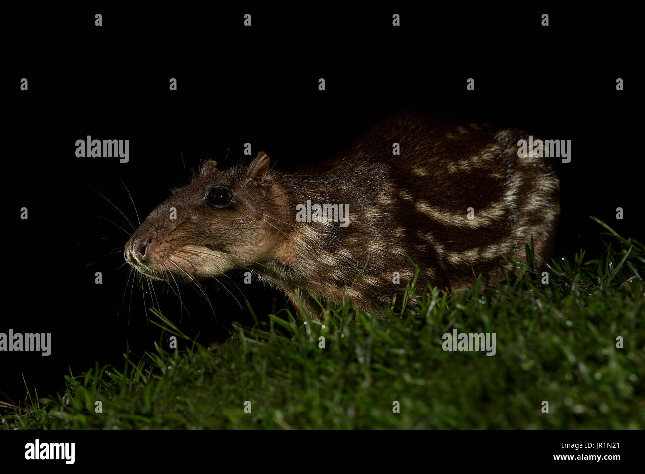 Paca (Cuniculus paca), adult at night, Costa Rica Stock Photo - Alamy