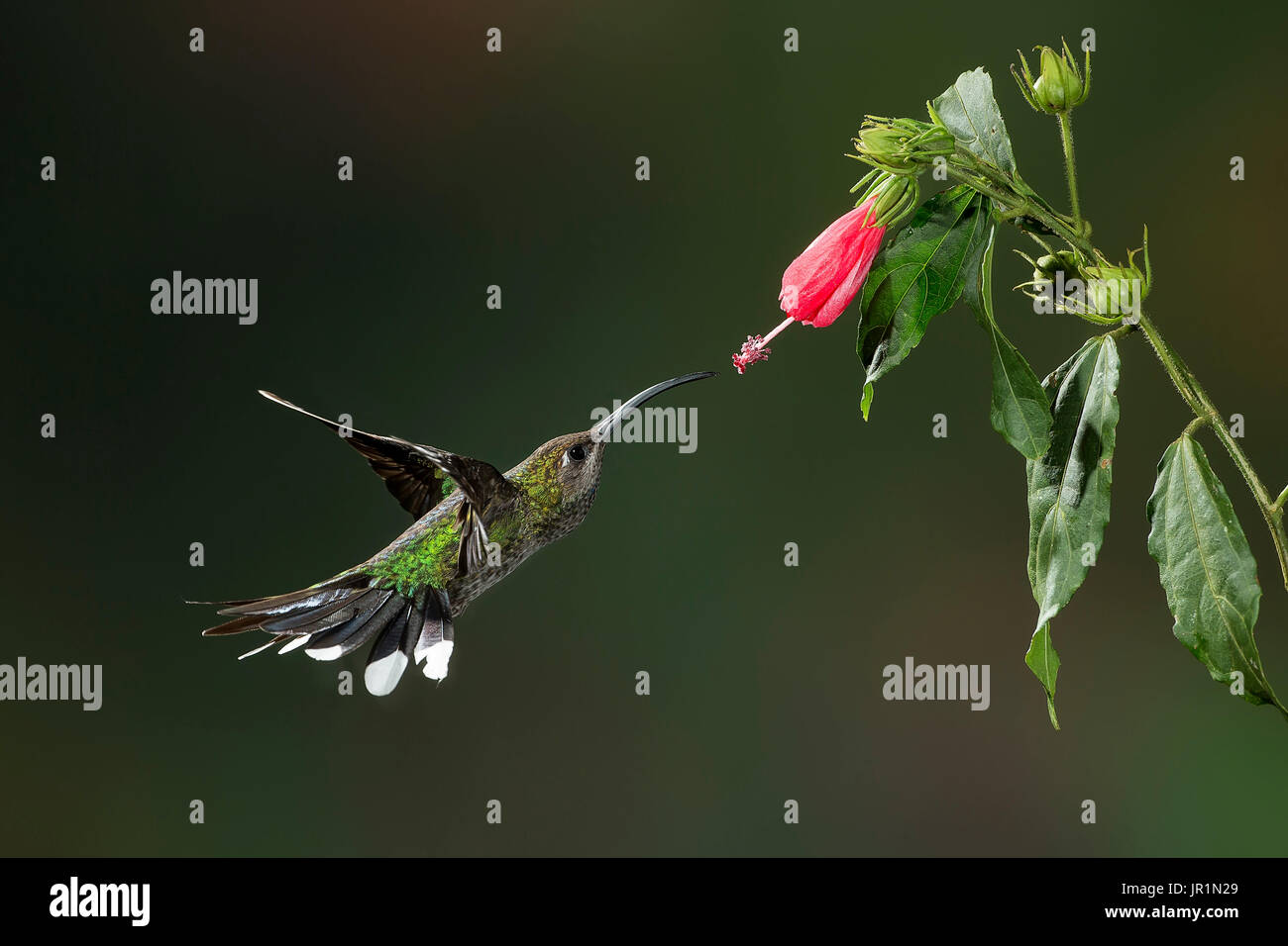 Violet sabrewing (Campylopterus hemileucurus), female feeding on ...