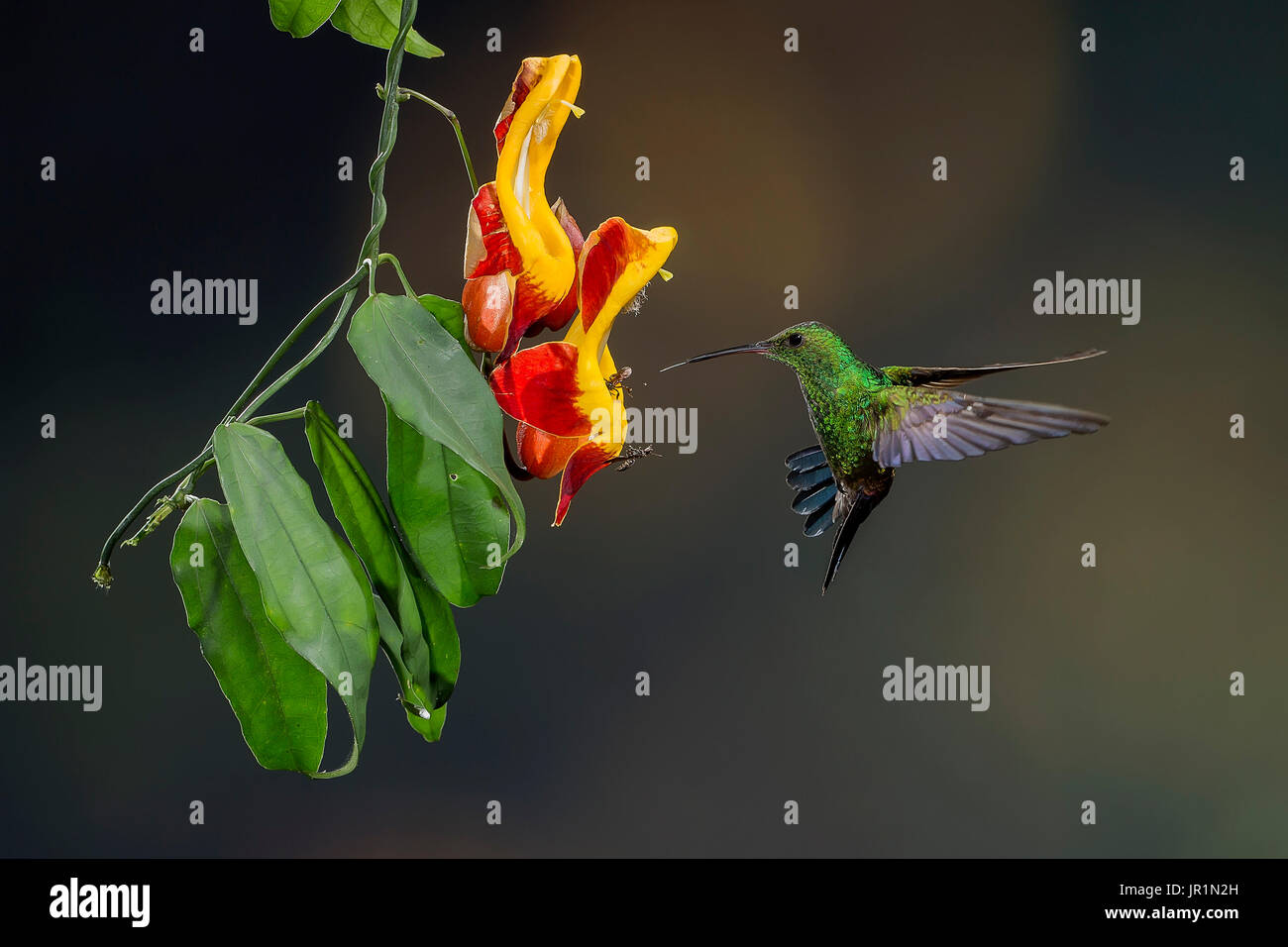 Steely-vented hummingbird (Amazilia saucerrottei), hovering and facing ...