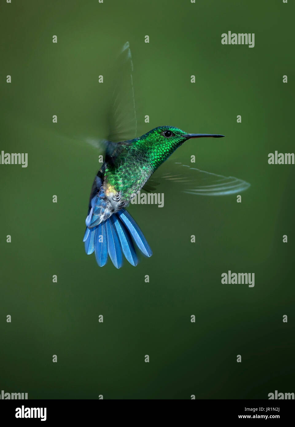 Steely-vented hummingbird (Amazilia saucerrottei), hovering, Costa Rica ...