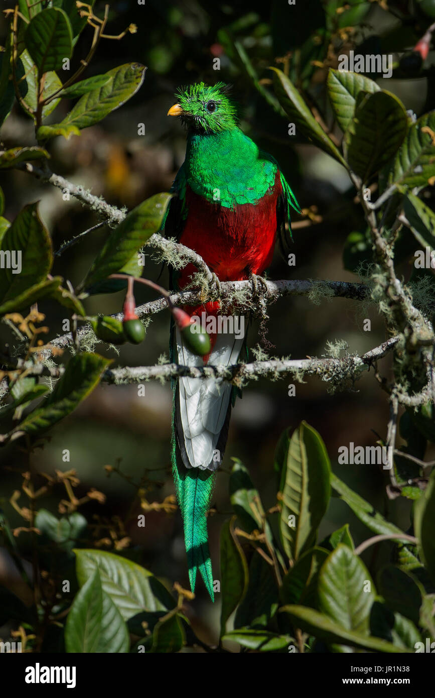 Resplendent Quetzal (Pharomachrus mocinno) male on avocado tree ...