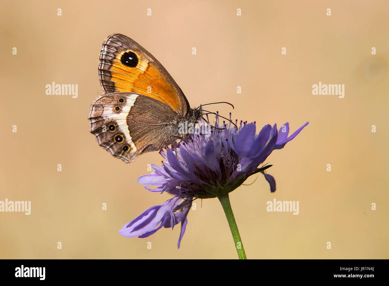 Gatekeeper in profile hi-res stock photography and images - Alamy