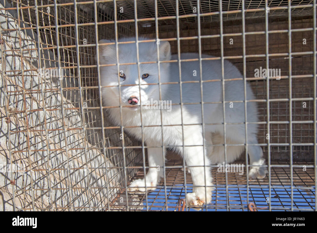 Arctic fox furs hi-res stock photography and images - Alamy