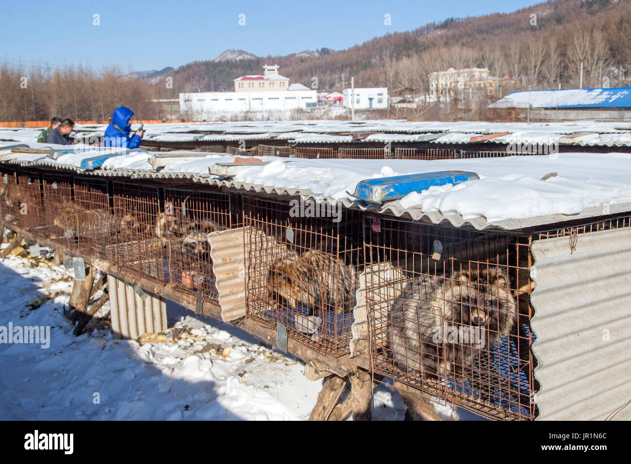 Fox farm and Raccoon dogs for furs, Hengdaohezi, Heilongjiang, China ...