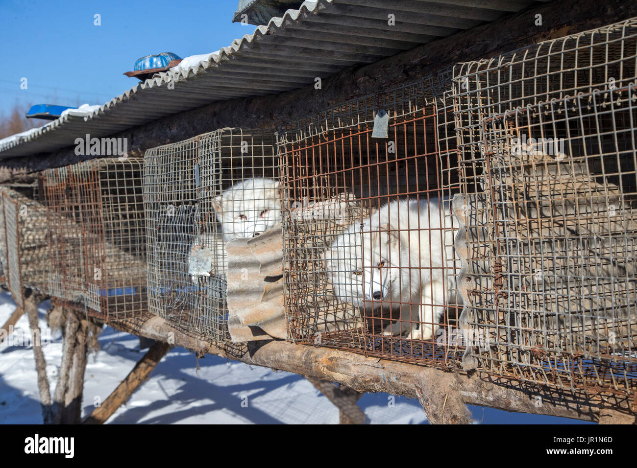 Fox farm and Raccoon dogs for furs, Hengdaohezi, Heilongjiang, China ...