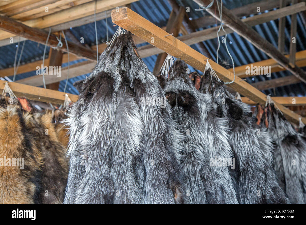 Fox farm and raccoon dogs for furs, Hengdaohezi, Heilongjiang, China ...