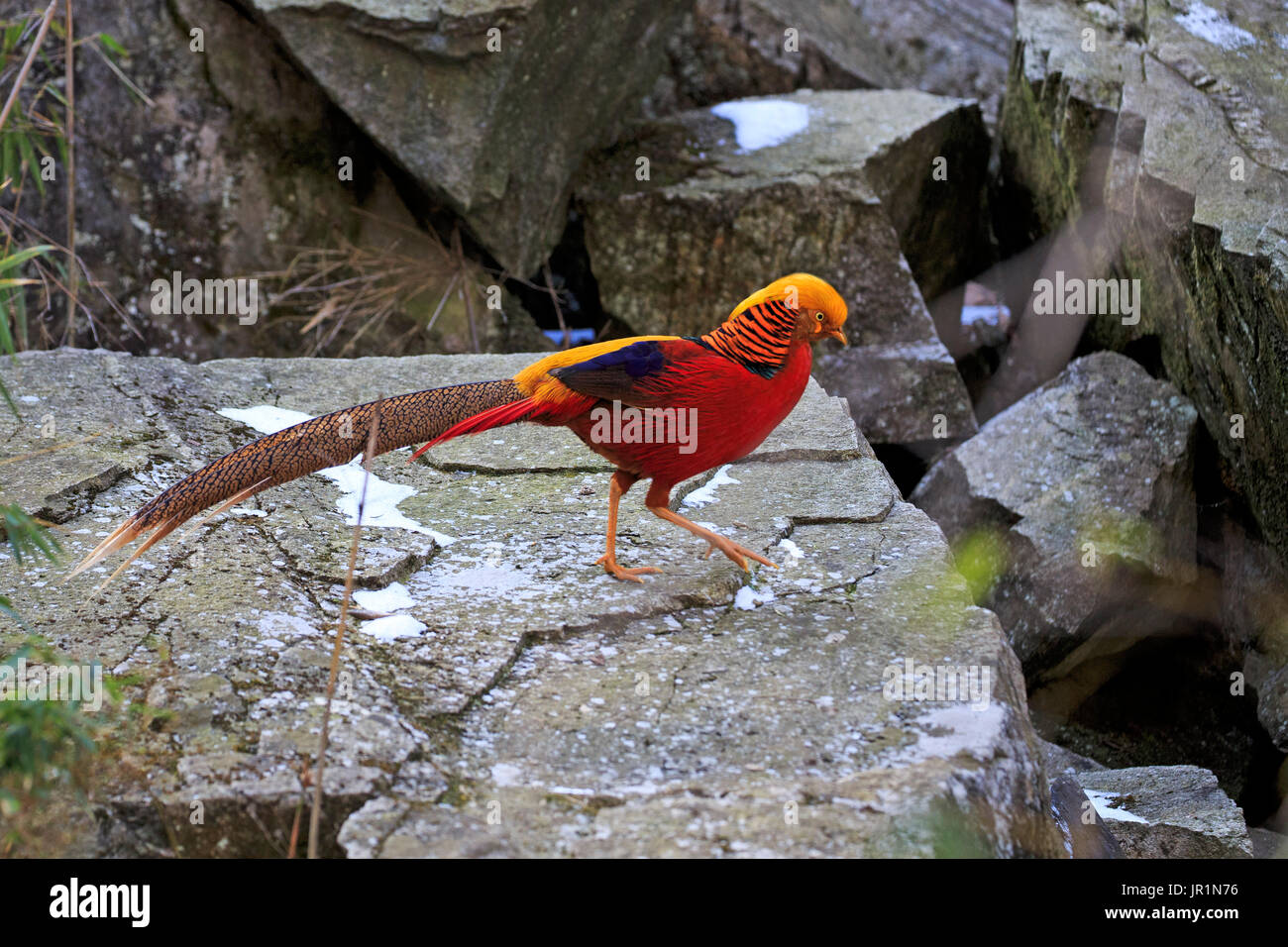 Golden pheasant or Chinese pheasant (Chrysolophus pictus), Qinling ...