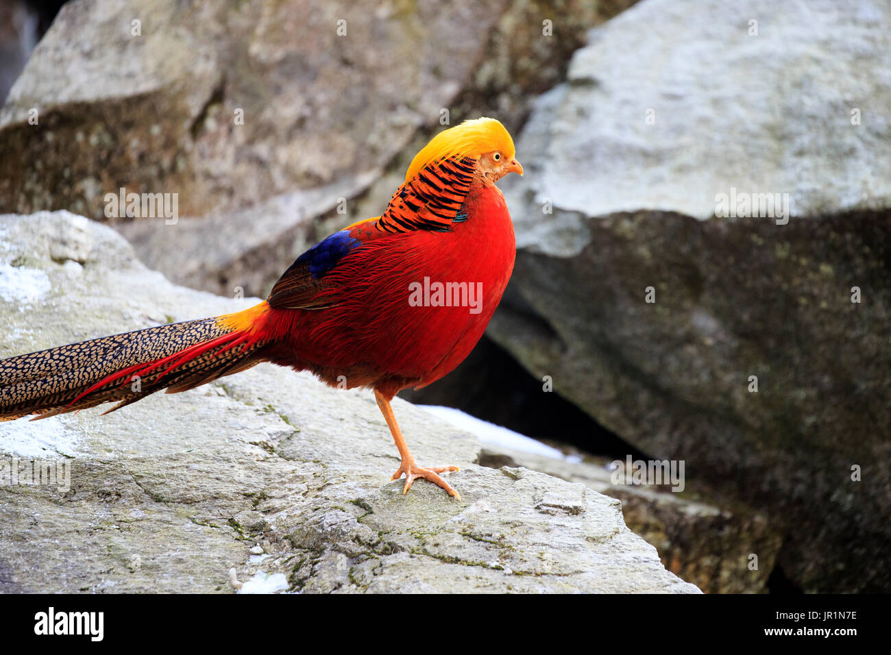 Golden pheasant or Chinese pheasant (Chrysolophus pictus), Qinling ...
