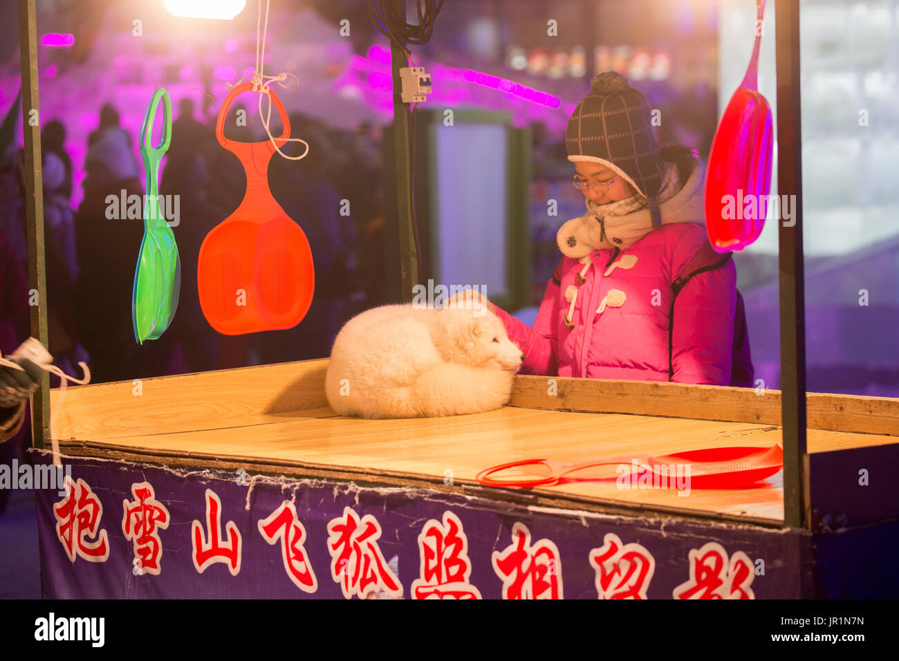 Arctic fox for photos, Harbin International Ice and Snow Sculpture ...