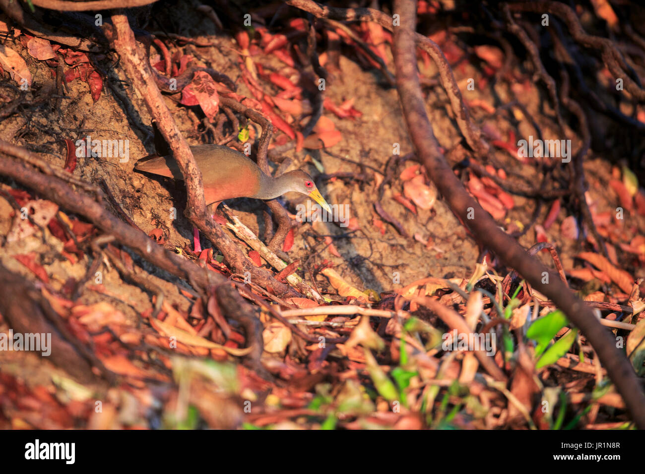 Grey-necked Wood-rail (Aramides cajanea) adult, Pantanal area, Mato ...