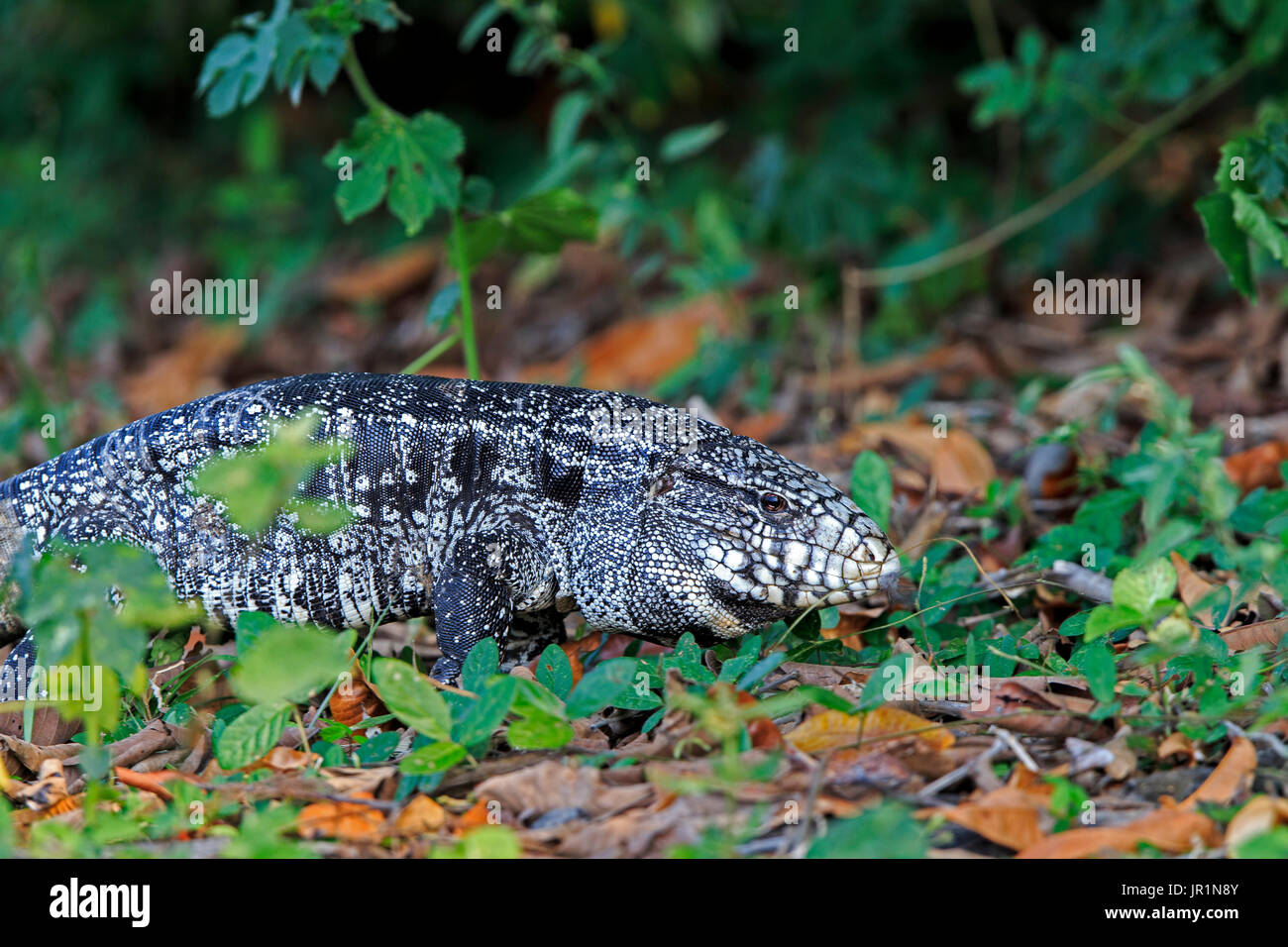 Gold tegu,also known as Golden tegu,Common tegu,Black tegu and ...