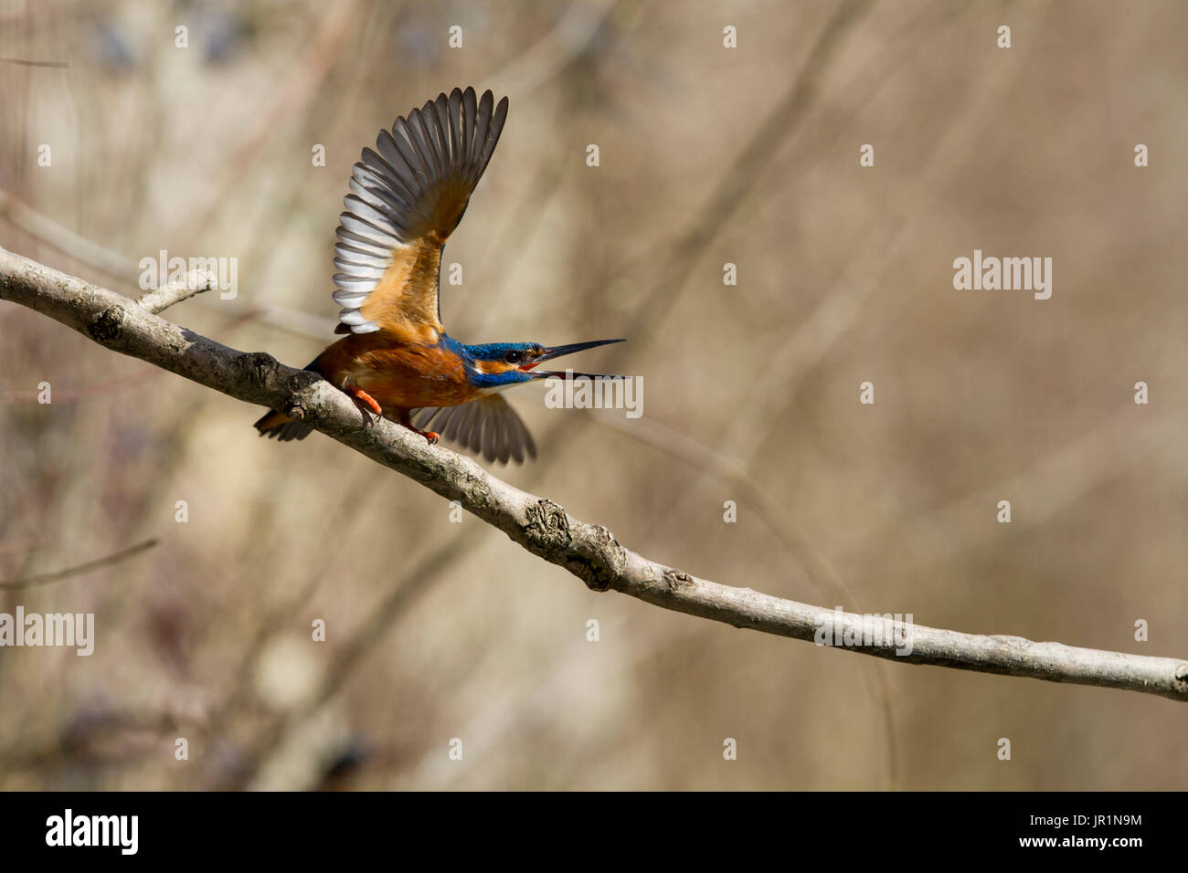 Common Kingfisher (Alcedo atthis) defending its territory, Alsace ...