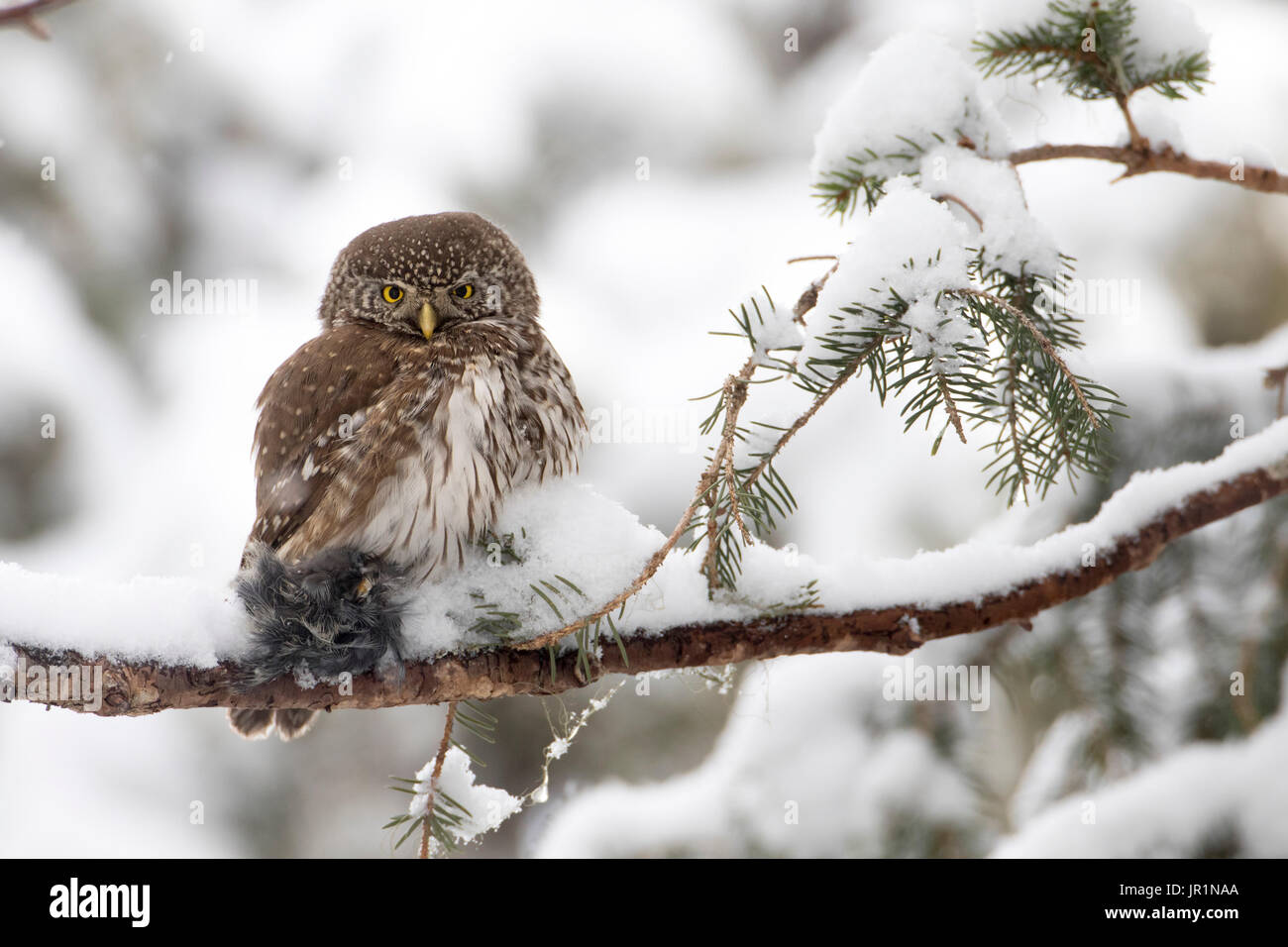 Pygmy Owl (Glaucidium passerinum), female with prey on a snowy branch ...
