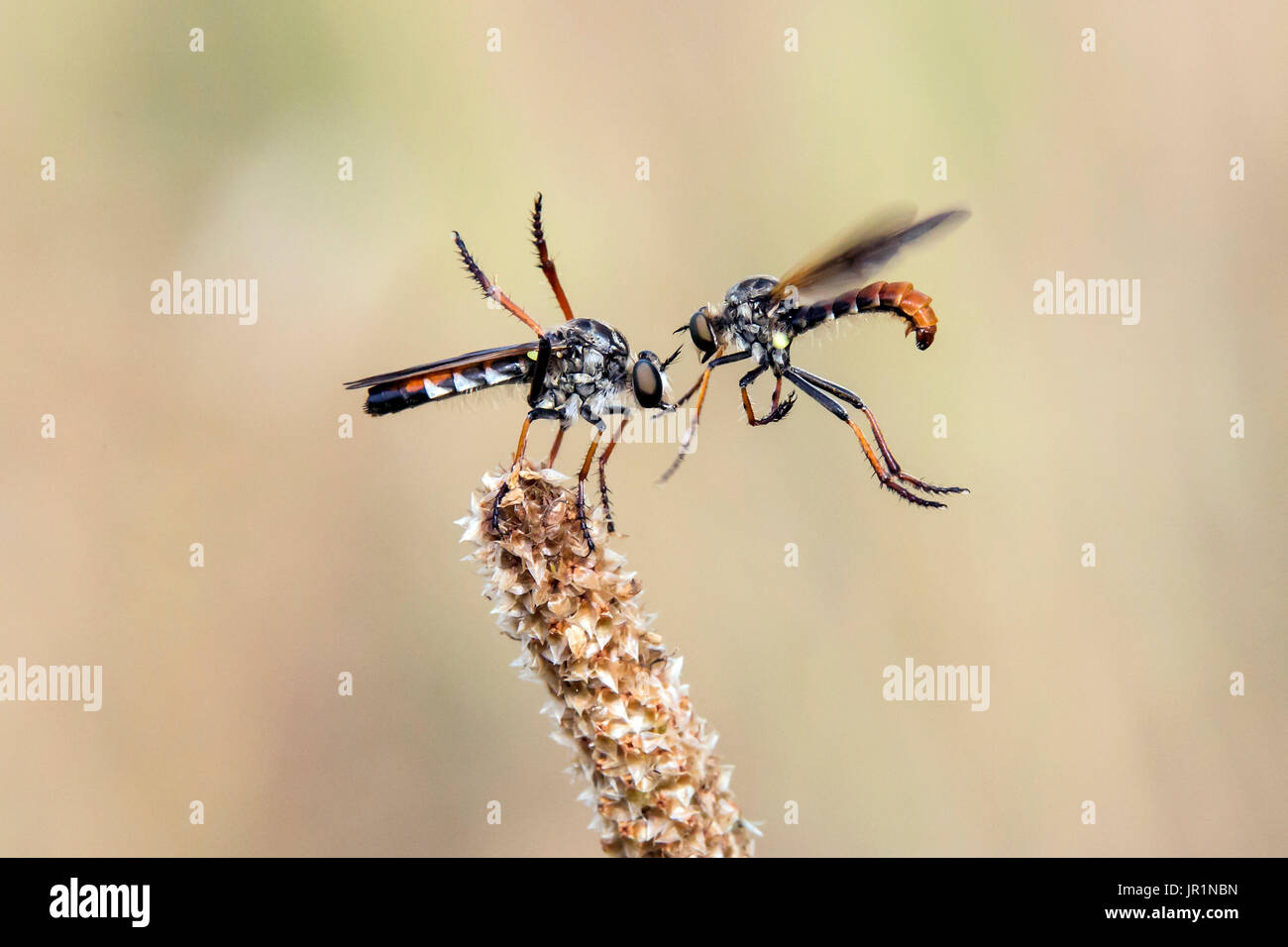 Robber fly behaviour hi-res stock photography and images - Alamy