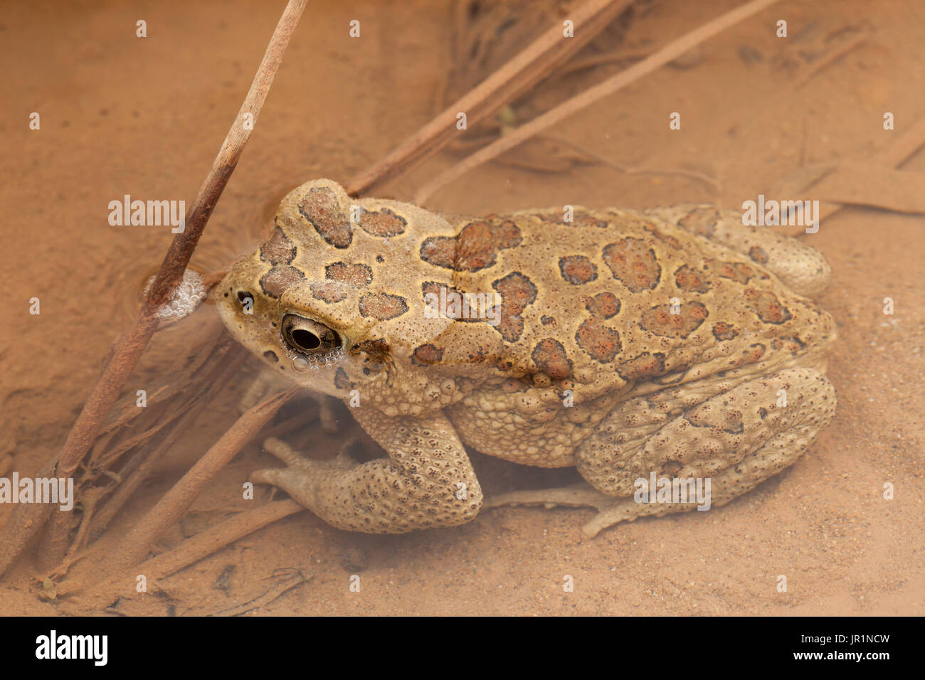 Berber toad (Sclerophrys mauritanica) in water, Morocco Stock Photo - Alamy
