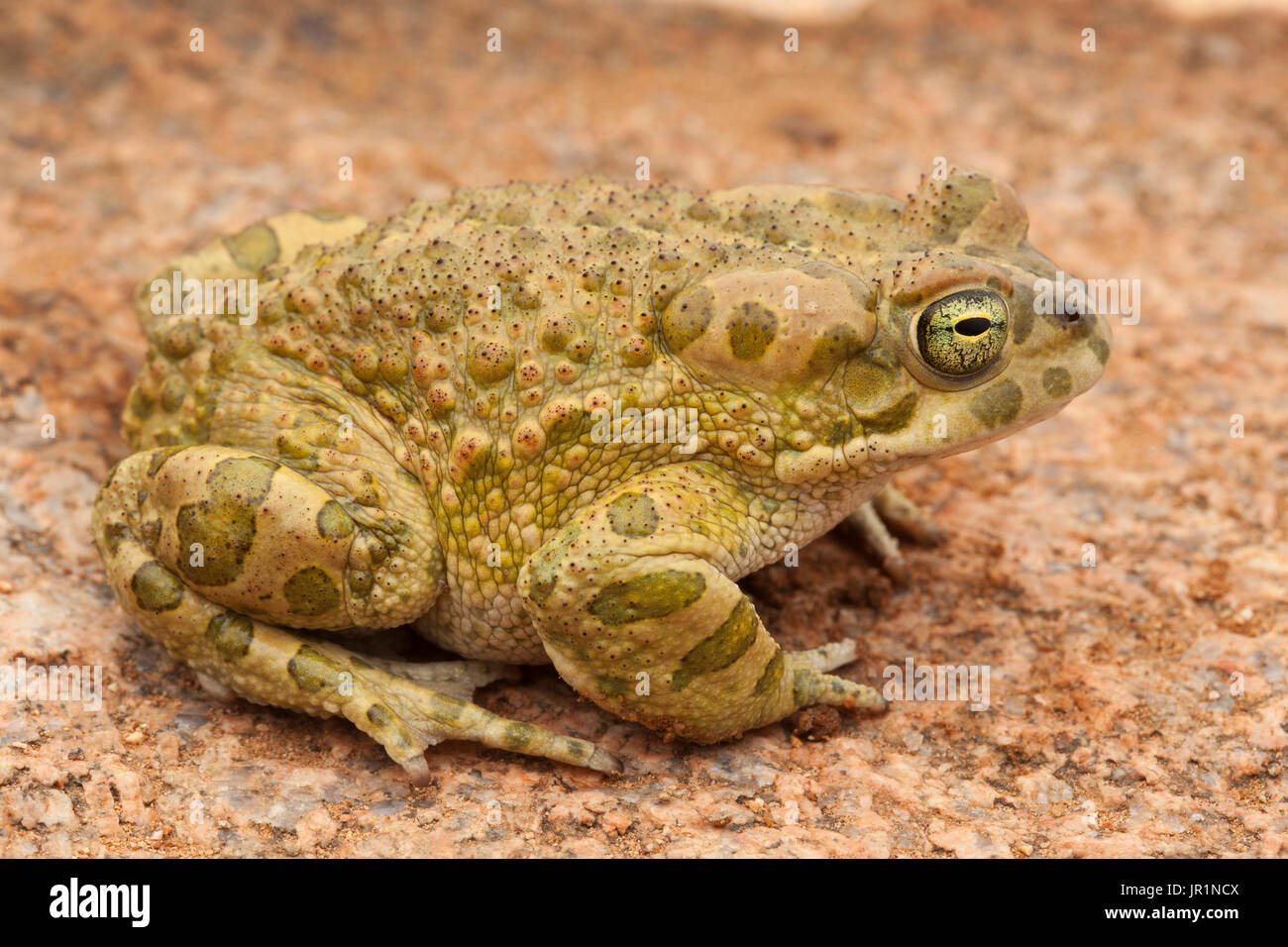 African Green Toad (Bufotes boulengeri) male, South West, Morocco Stock ...