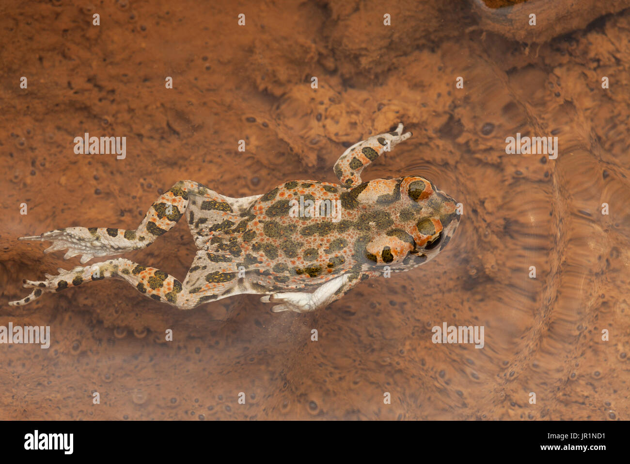 African Green Toad (Bufotes boulengeri) swimming, South West, Morocco ...