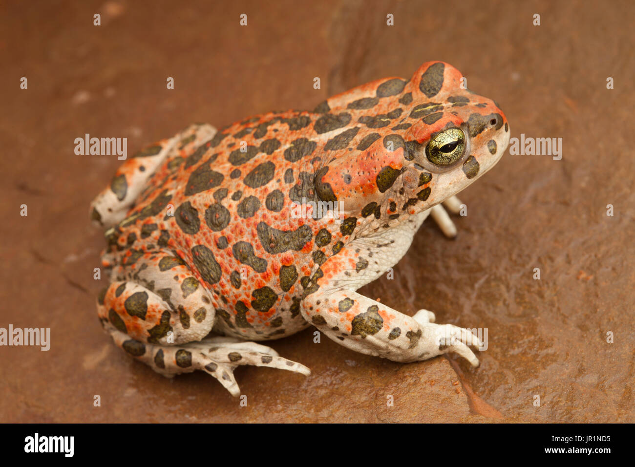 African Green Toad (Bufotes boulengeri) female red, South West, Morocco ...