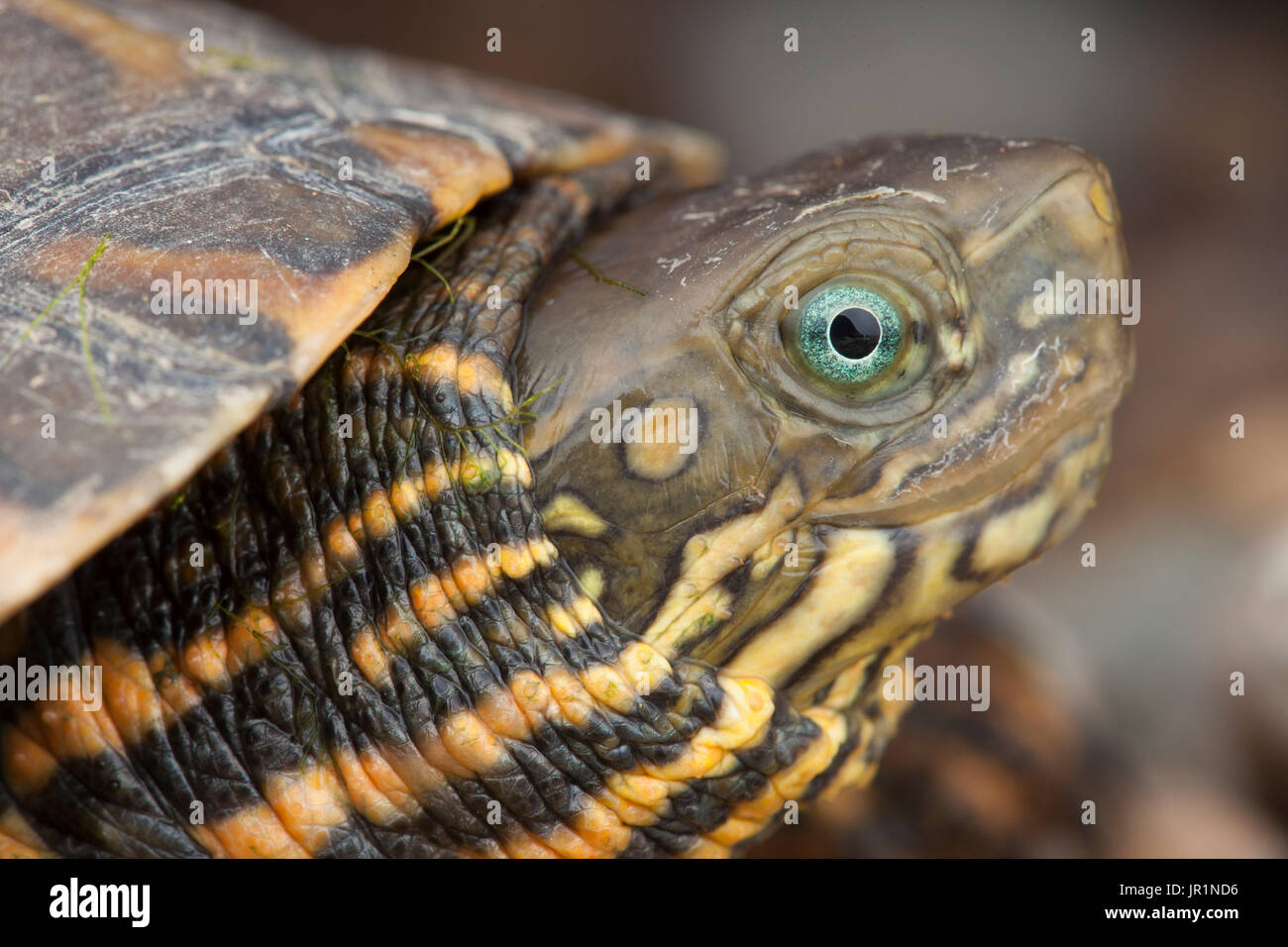 Mediterranean turtle mauremys hi-res stock photography and images - Alamy