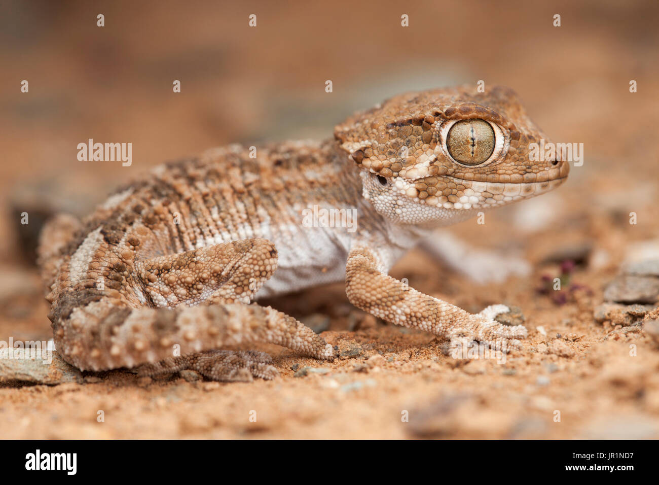 Helmeted Gecko (Tarentola chazaliae), South west Morocco Stock Photo ...