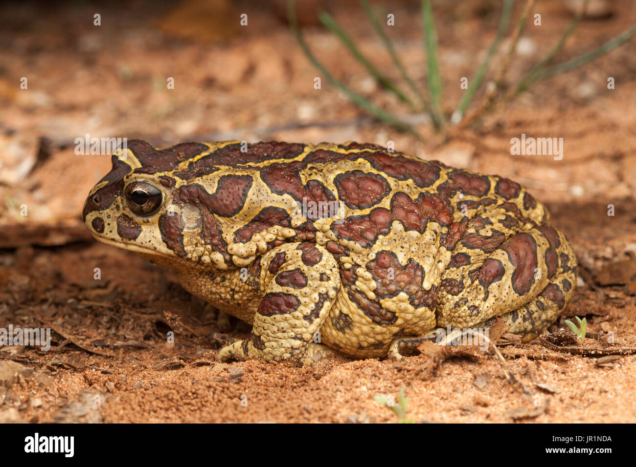 Berber toad (Sclerophrys mauritanica), Morocco Stock Photo - Alamy