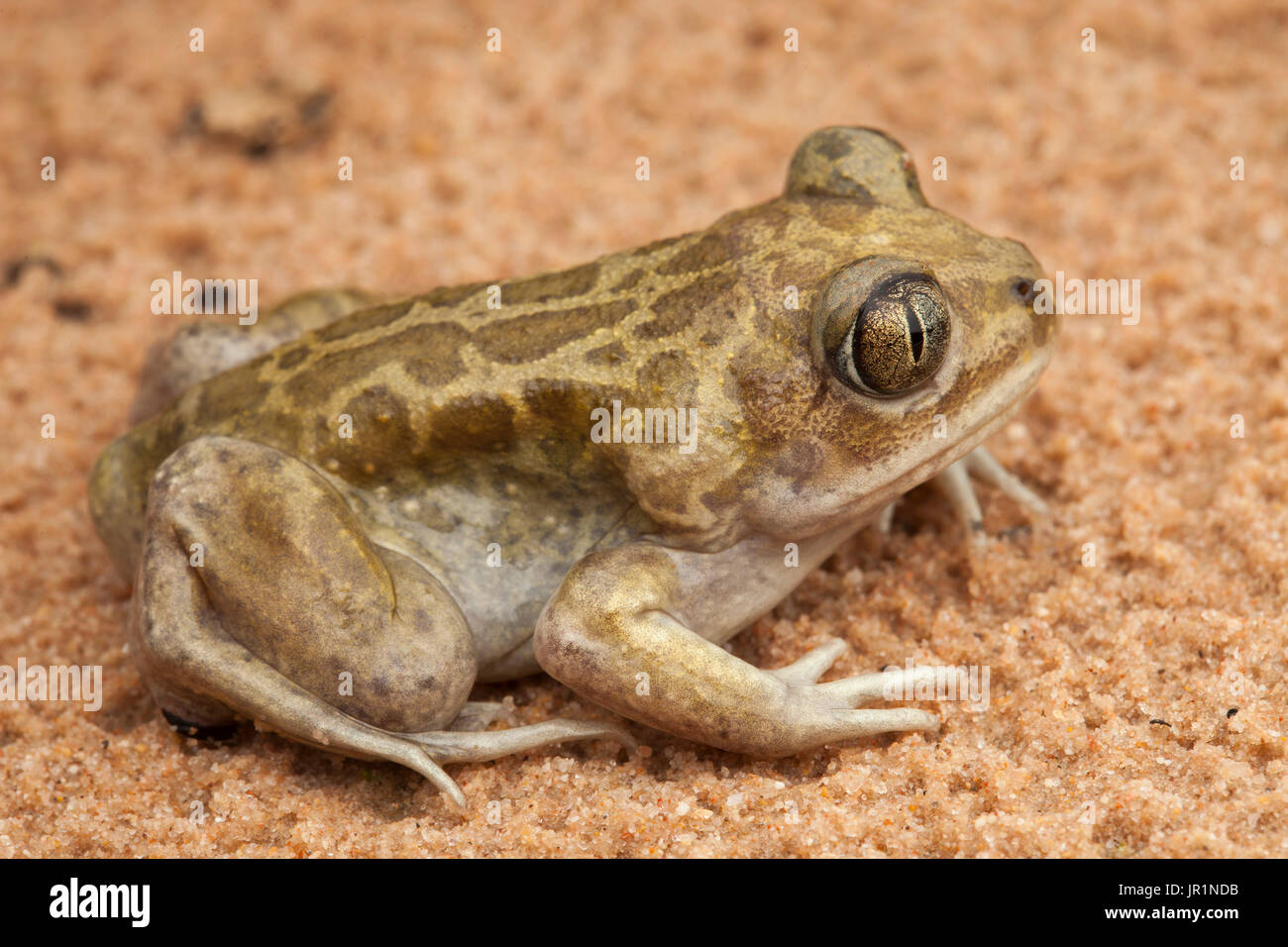 Moroccan Spadefoot Toad (Pelobates varaldii), Morocco Stock Photo - Alamy