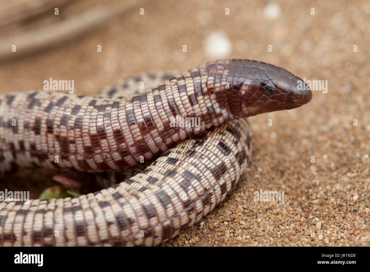Checkerboard Worm Lizard (Trogonophis wiegmanni elegans), Northwest ...