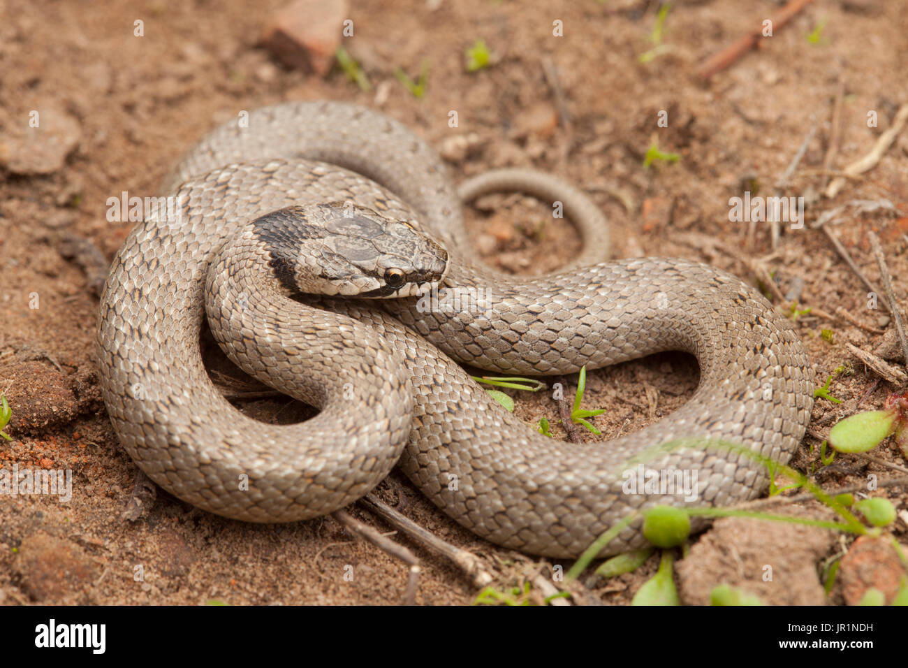 False smooth snake macroprotodon brevis hi-res stock photography and ...