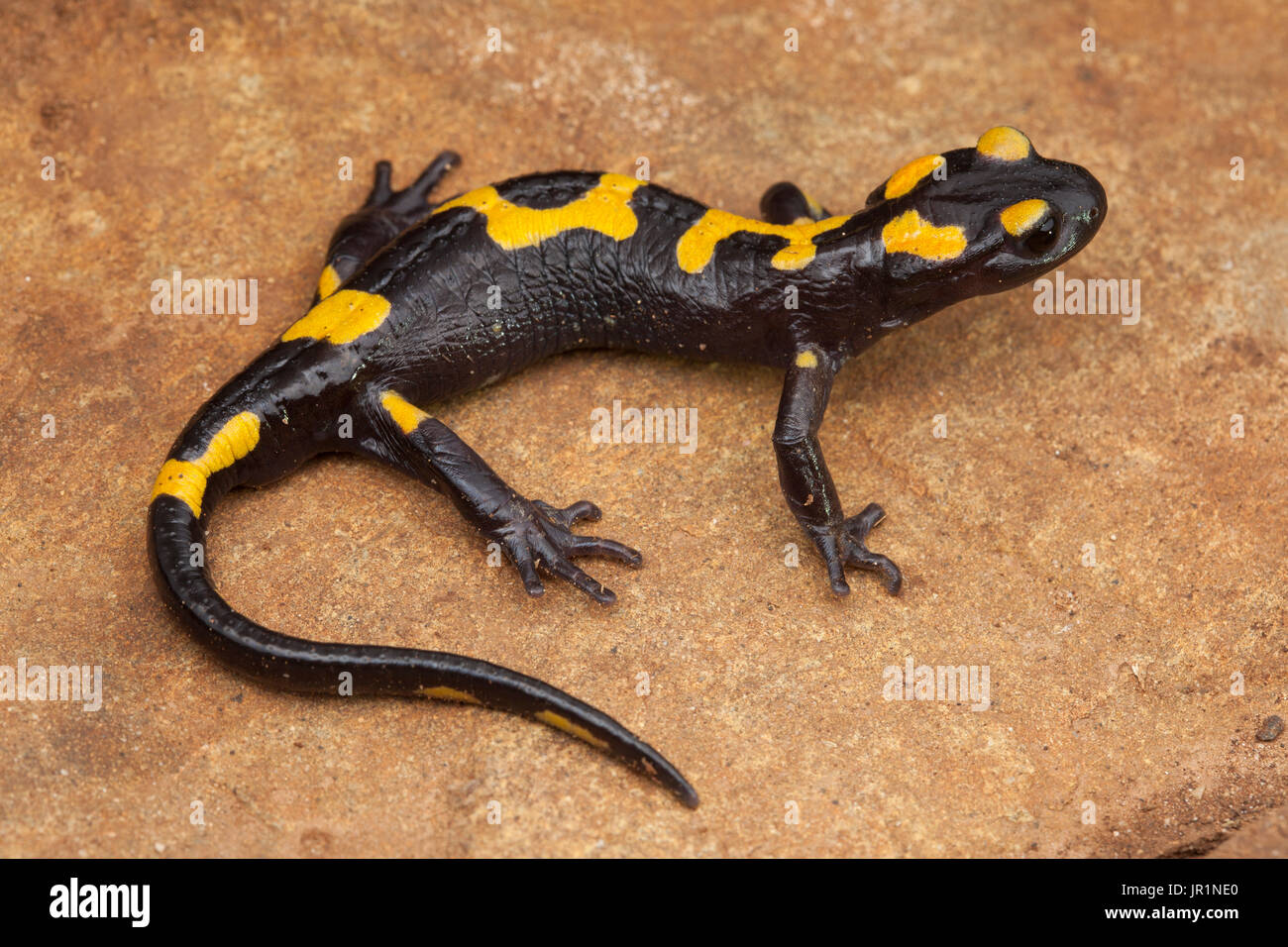 North African salamander (Salamandra algira tingitana), Morocco Stock ...