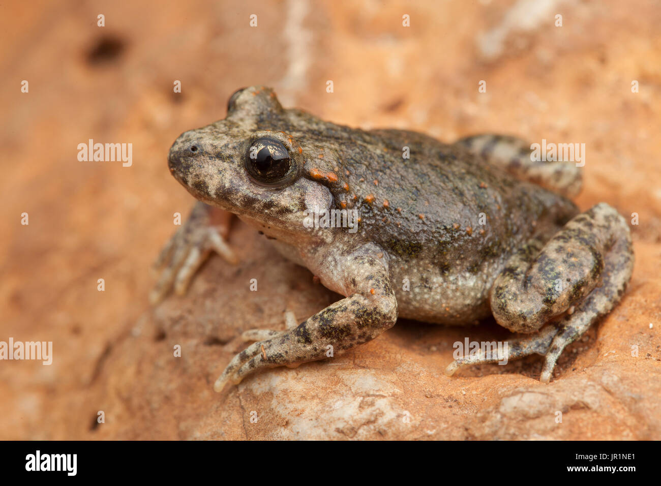 Moroccan Midwife Toad (Alytes maurus), Morocco Stock Photo - Alamy