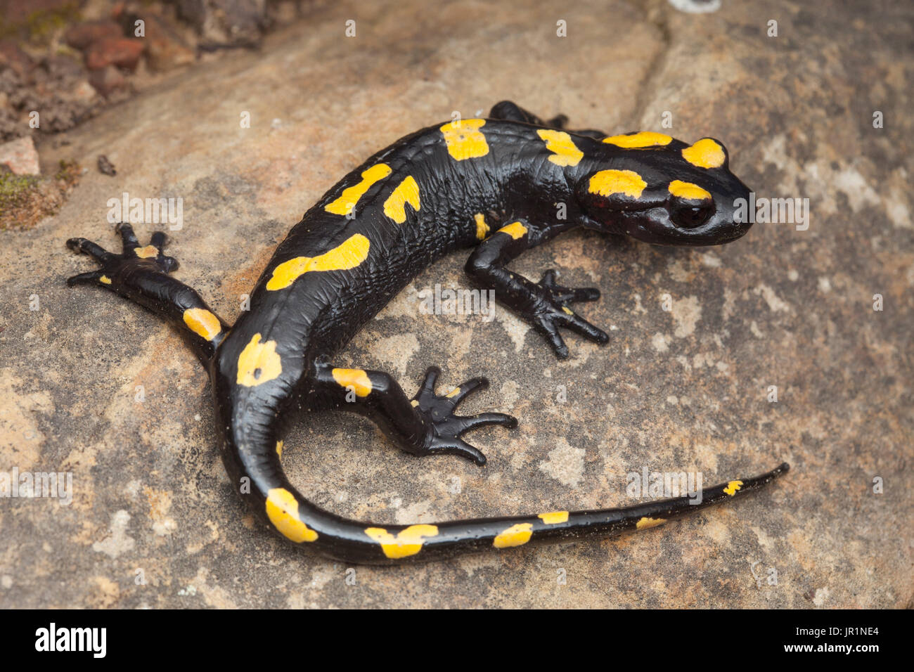 North African salamander (Salamandra algira splendens), Morocco Stock ...