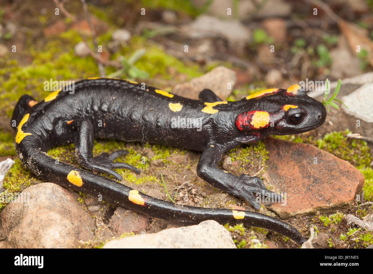 Salamandra algira hi-res stock photography and images - Alamy