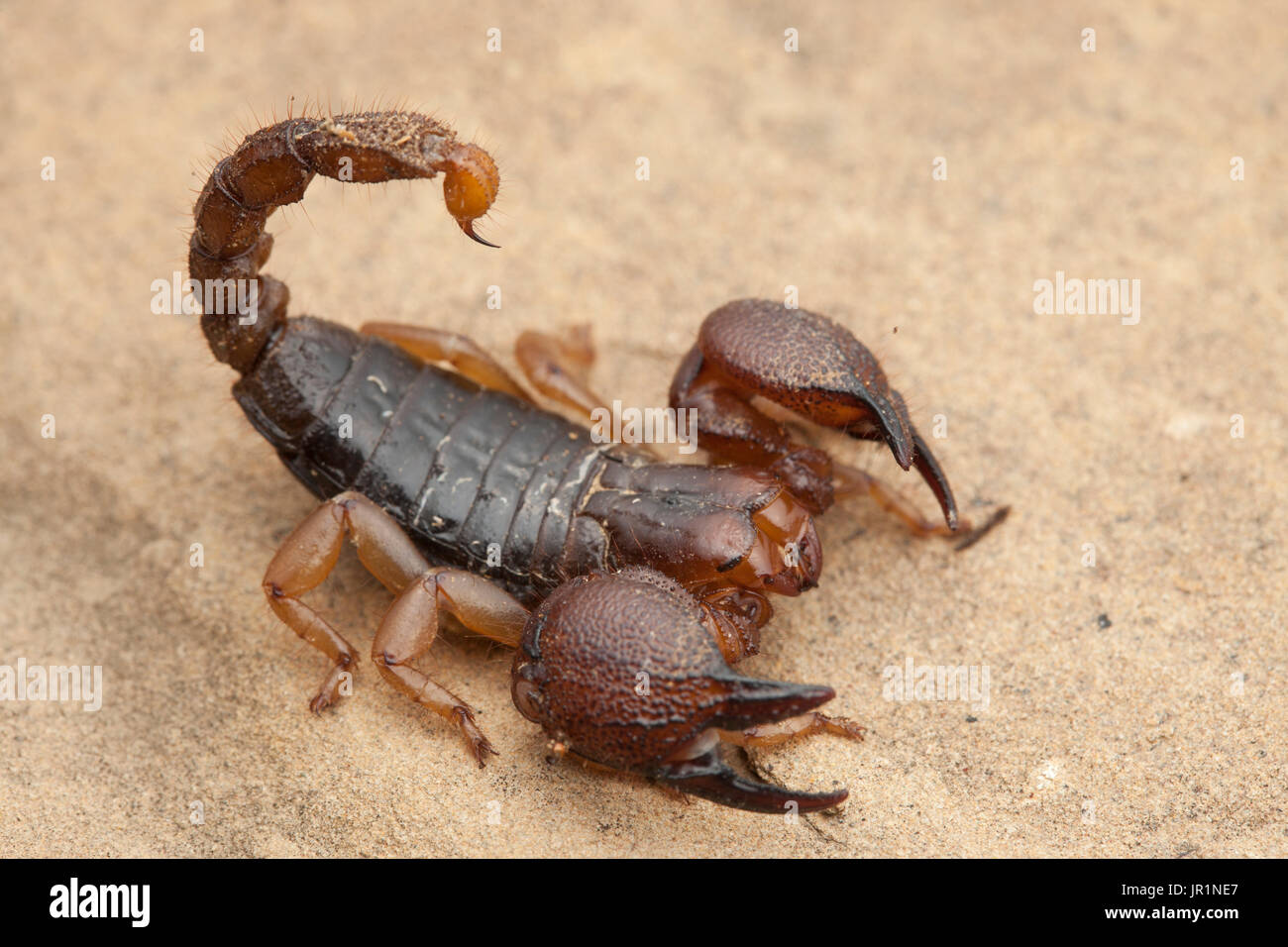 Largeclawed scorpion (Scorpio maurus), North morocco Stock Photo - Alamy