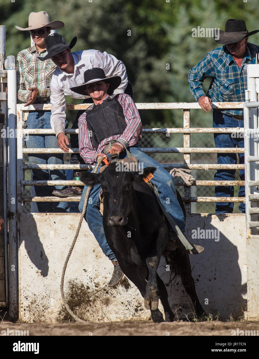 Rodeo action at the Scott Valley Pleasure Park Rodeo in Etna ...