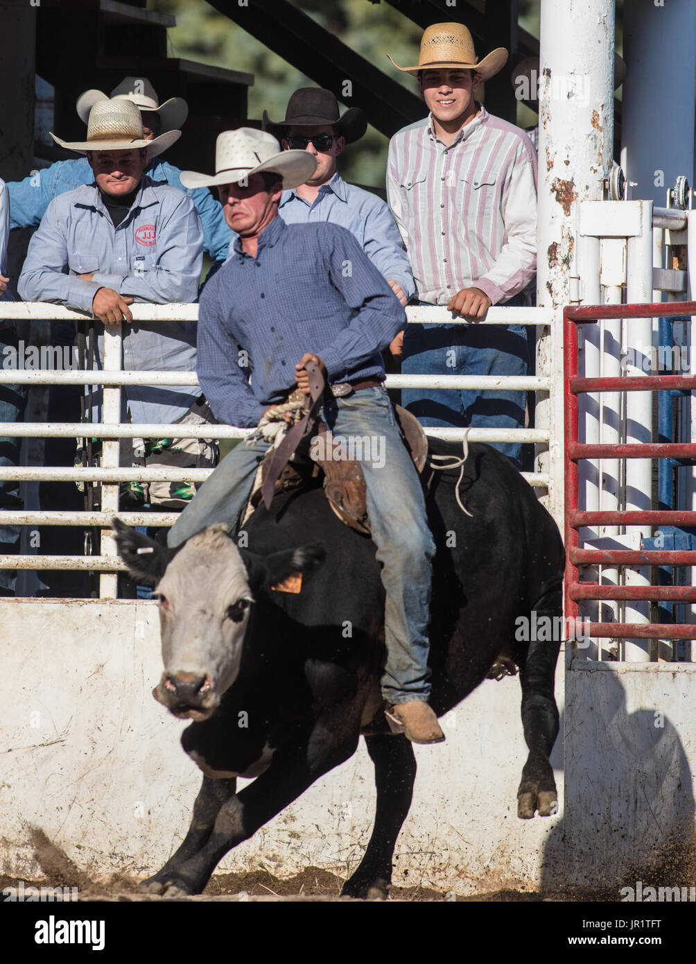 Rodeo action at the Scott Valley Pleasure Park Rodeo in Etna ...